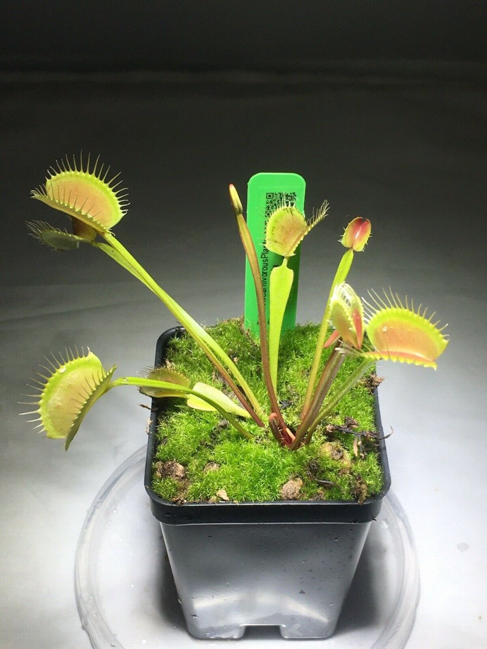 Propagating Venus Flytrap