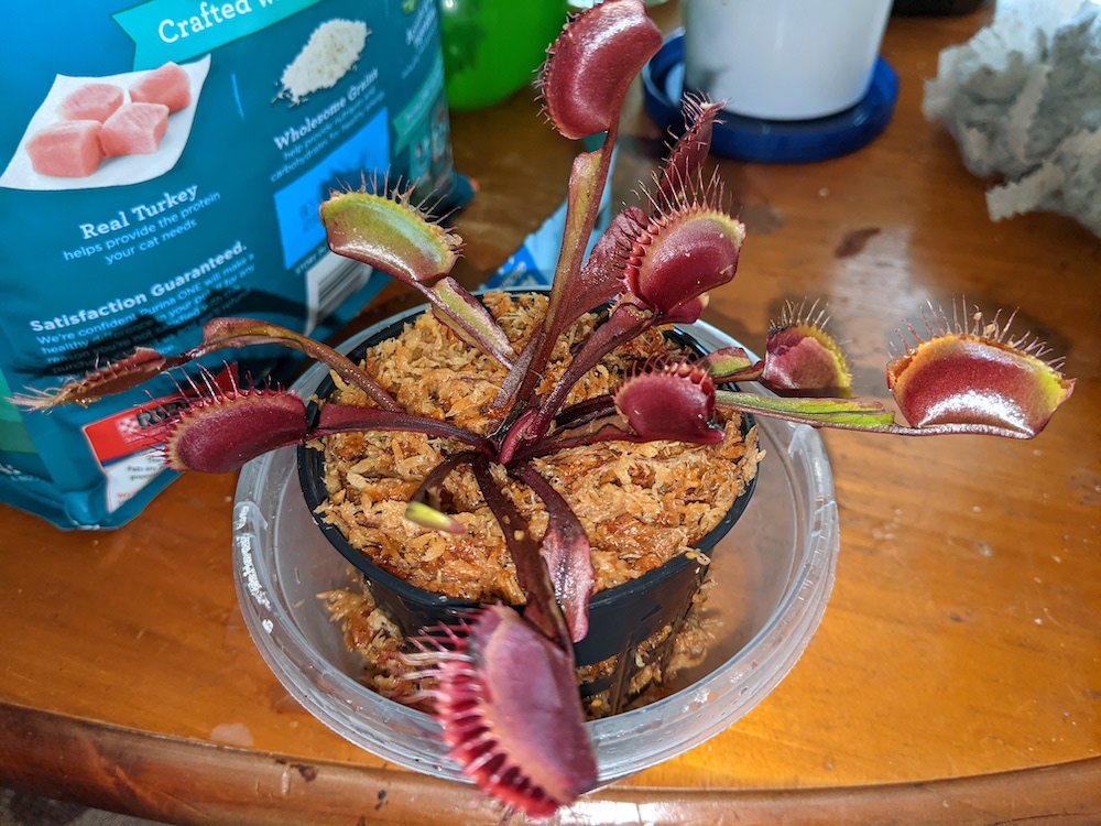 Large Adult Plant: Red Dragon Venus Flytrap “Akai Ryu” Dionaea Muscipula Cultivar – VenusFlytrap.com