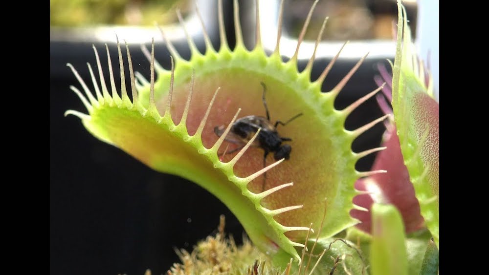 How to feed Your Venus Flytrap – VenusFlytrap.com