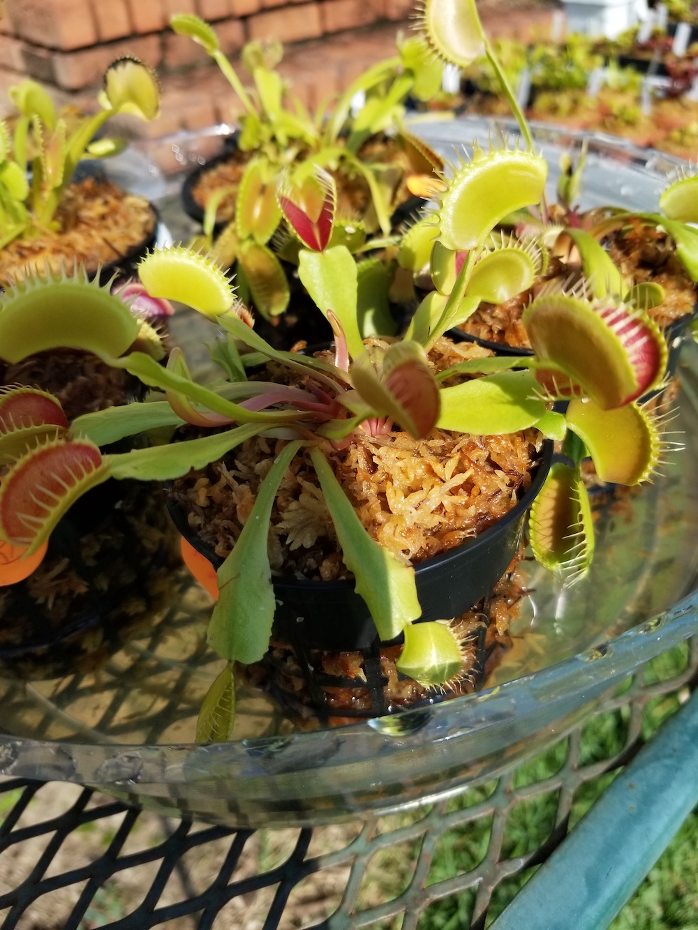 Adult Plant: Giant Venus Flytrap “Pinnacle” Dionaea Muscipula Cultivar – VenusFlytrap.com