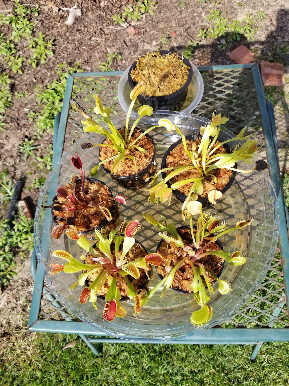 Large Adult Plant: Red Dragon Venus Flytrap “Akai Ryu” Dionaea ...