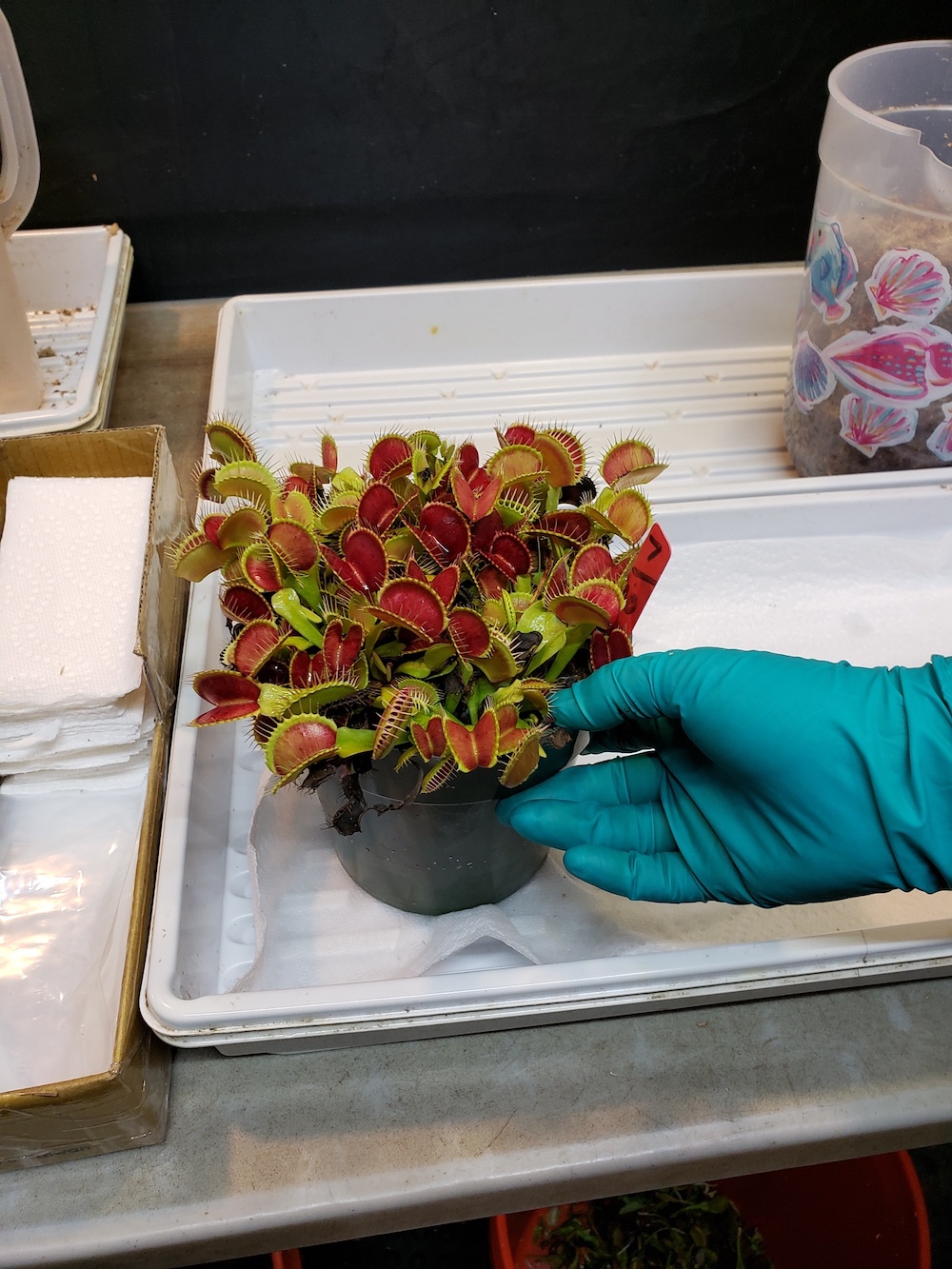 From Our Nursery to Your Collection: How We Ship Your Plants ...