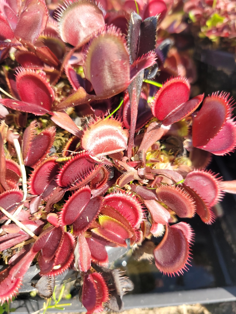 3x Well-Started Plants: Red Venus Flytrap “Short-Toothed Red” Dionaea ...