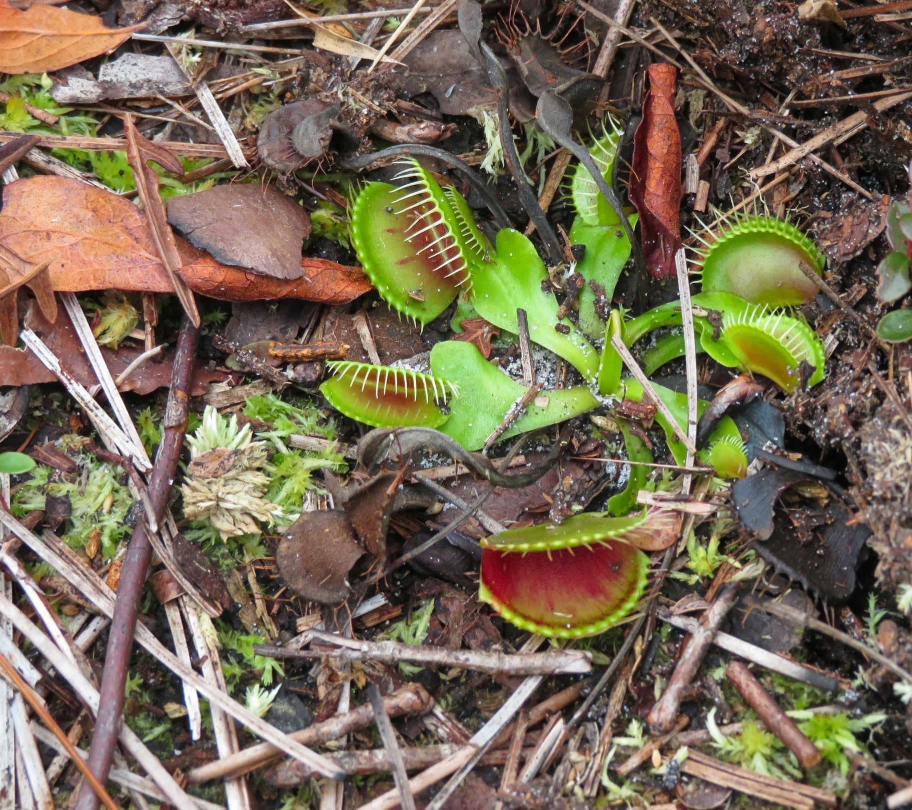 A history of Harvesting the Venus Flytrap from the wild – VenusFlytrap.com