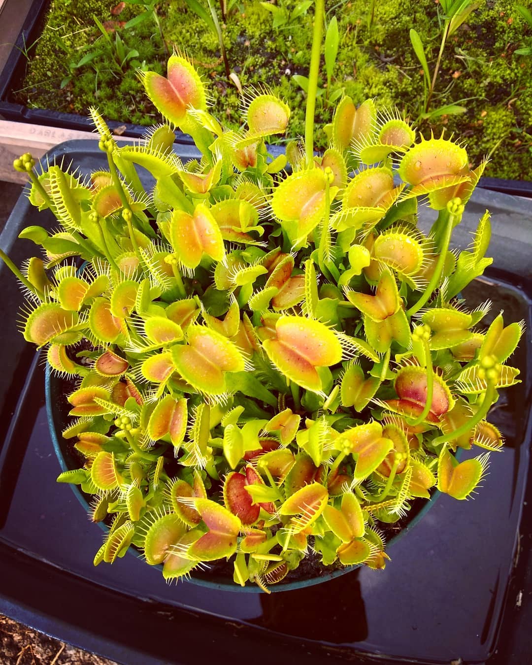 How do I grow my Venus Flytrap Indoors? – VenusFlytrap.com