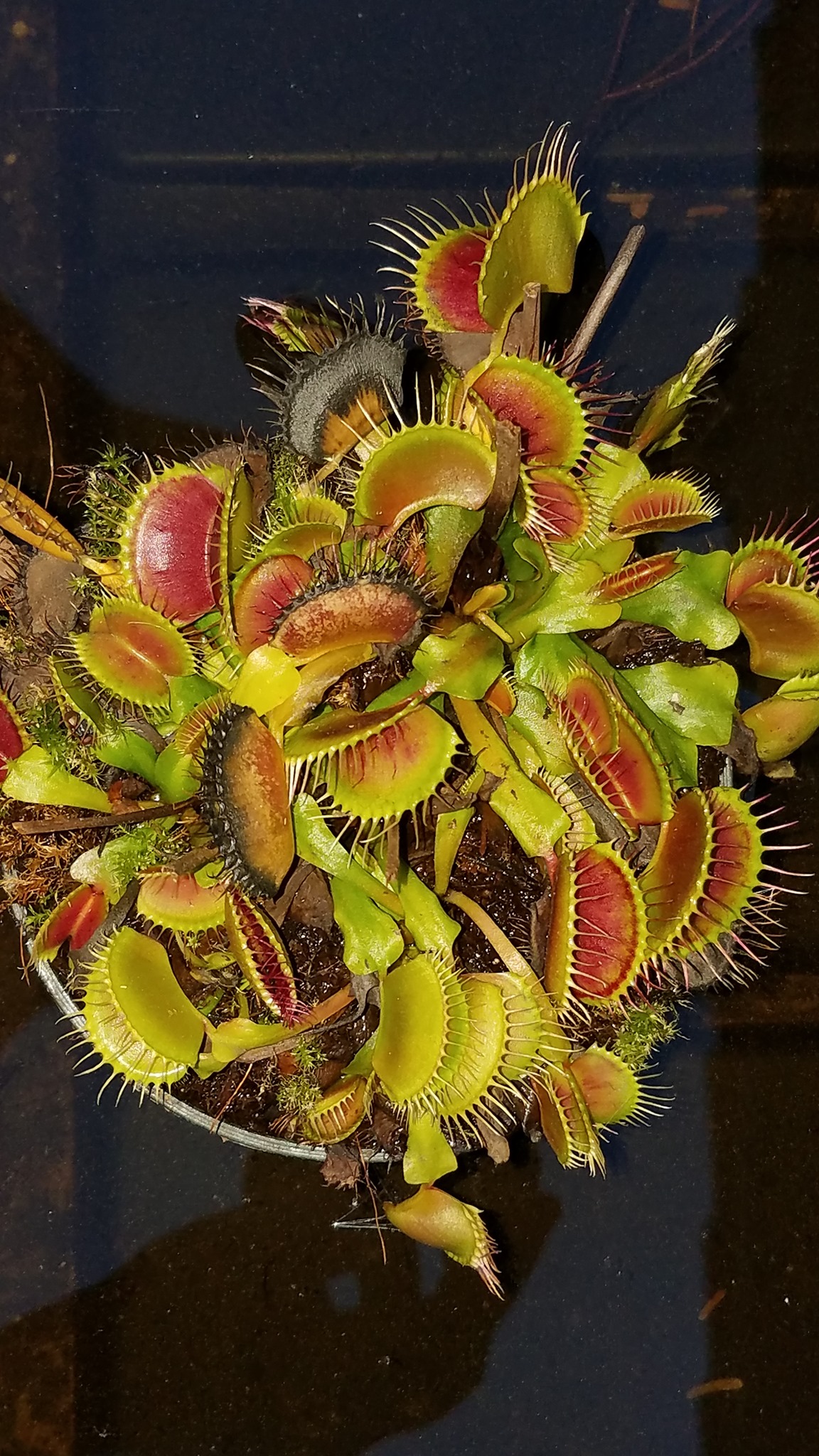 What Will Happen If My Venus Flytrap Does Not Undergo Dormancy