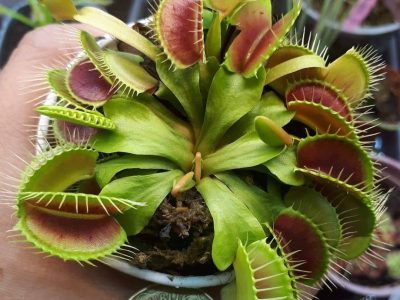How does photosynthesis work in Venus Flytraps? – VenusFlytrap.com