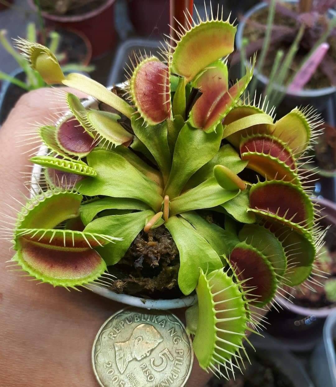 How does photosynthesis work in Venus Flytraps? – VenusFlytrap.com