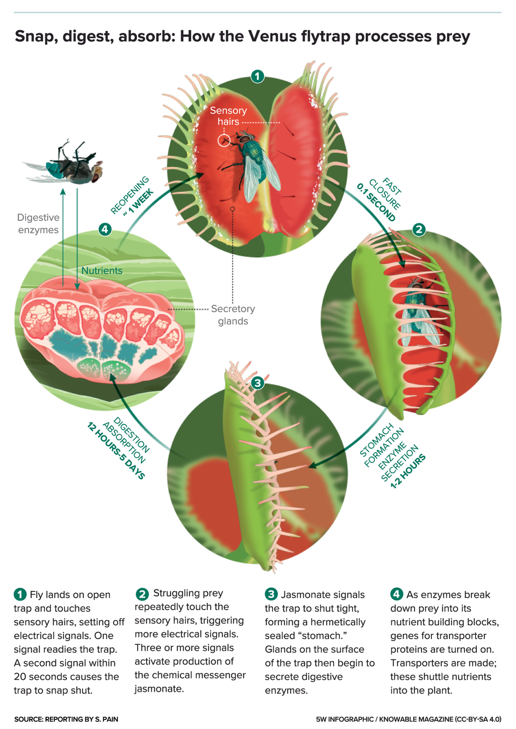 What are the different anatomical parts of the Venus Flytrap ...