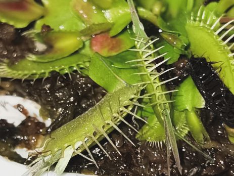 How does a Venus Flytrap digest flies? – VenusFlytrap.com