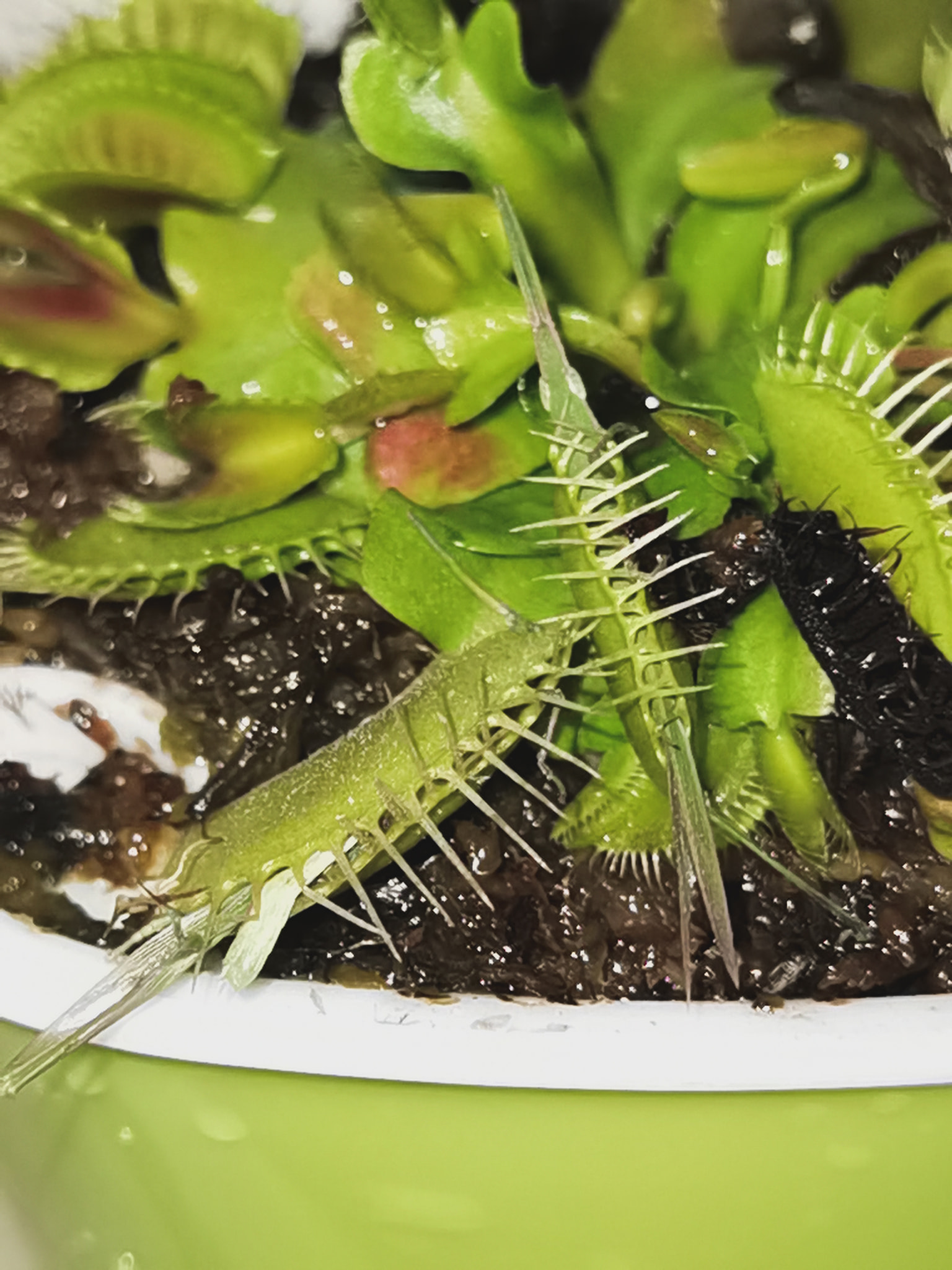 How does a Venus Flytrap digest flies? – VenusFlytrap.com