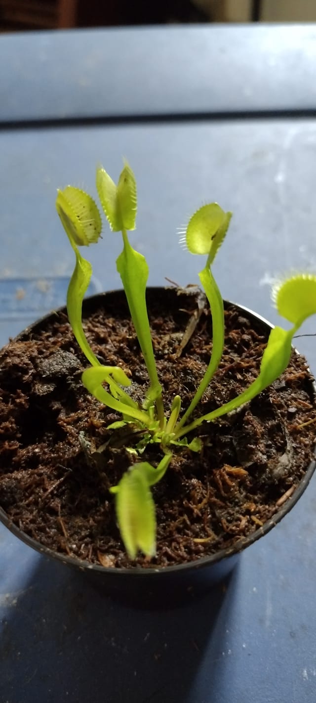 How do I speed up my Venus Flytrap’s growth? – VenusFlytrap.com