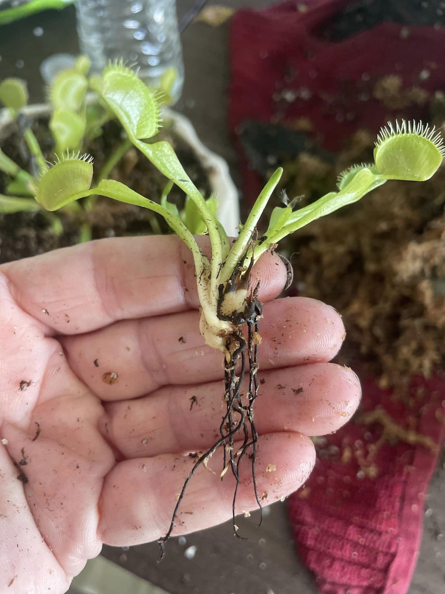 The Venus Flytrap’s root system – VenusFlytrap.com