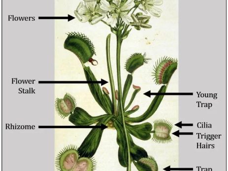 How do the Venus Flytrap’s trigger hairs work? – VenusFlytrap.com