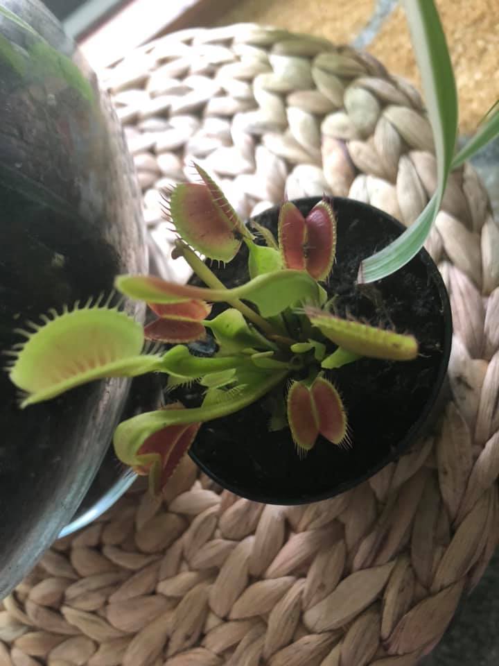 How does the Venus Flytrap’s closing mechanism work? – VenusFlytrap.com