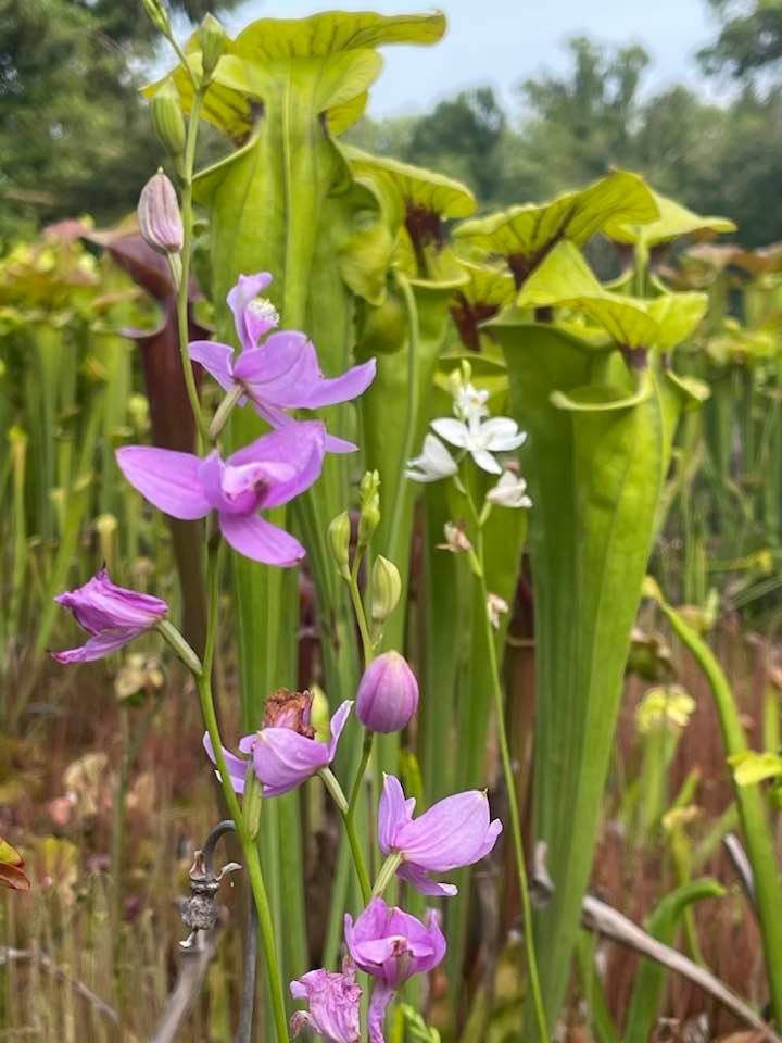 What types of plants grow in the Venus Flytrap’s native environment ...