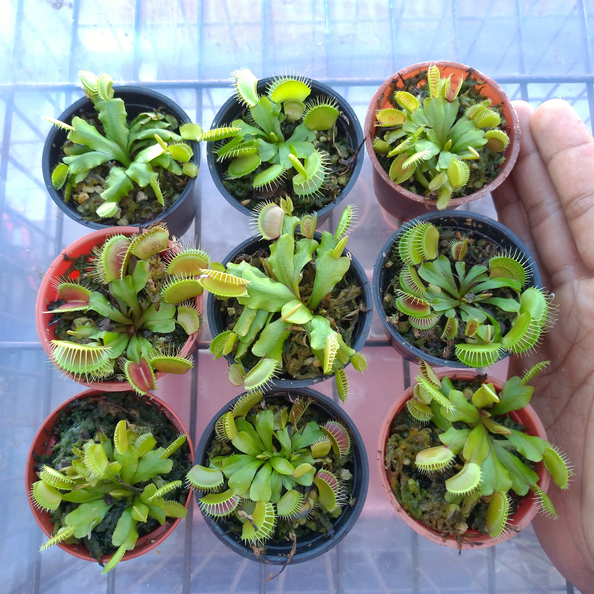 What are some common science experiments involving Venus Flytraps? – VenusFlytrap.com