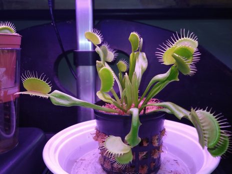 Venus Fly Trap Care Articles – VenusFlytrap.com