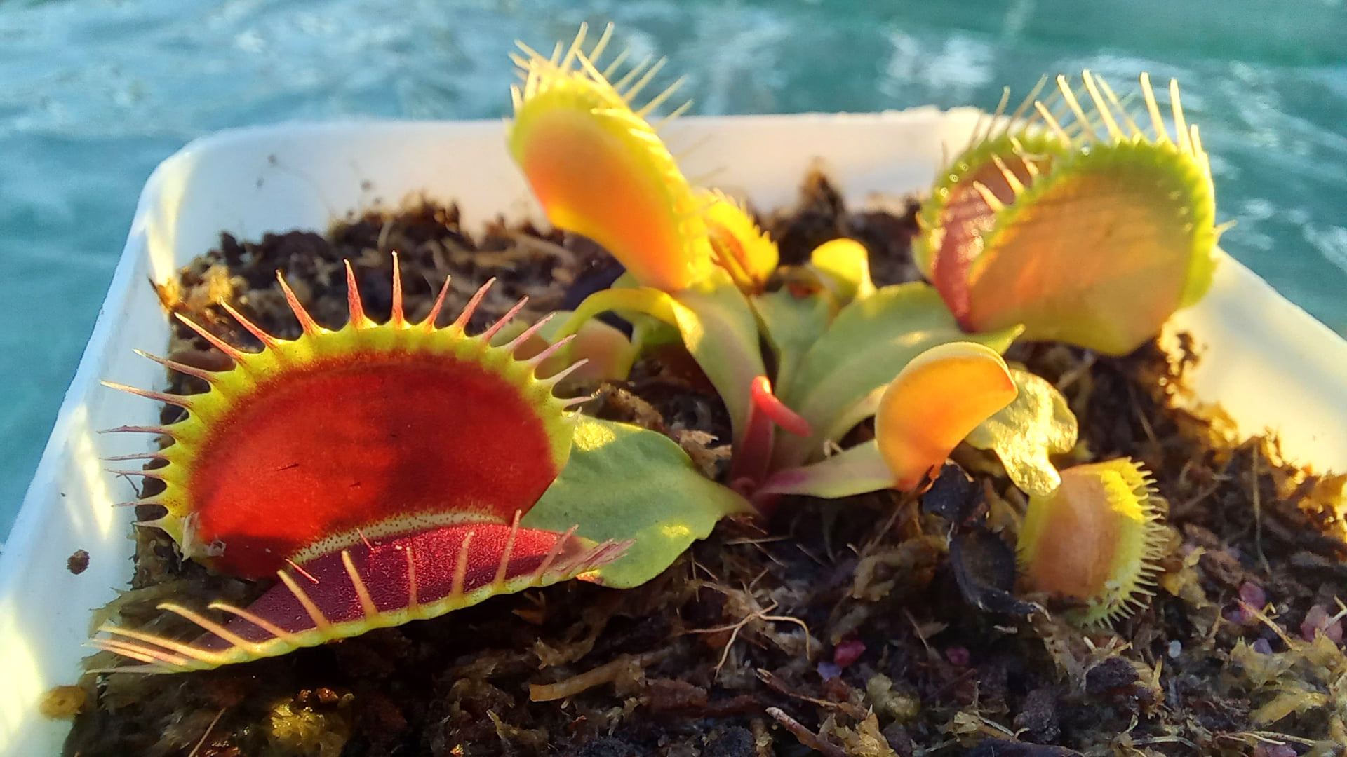 Adult Plant: Giant Venus Flytrap “Big Mouth” Dionaea Muscipula Cultivar – VenusFlytrap.com