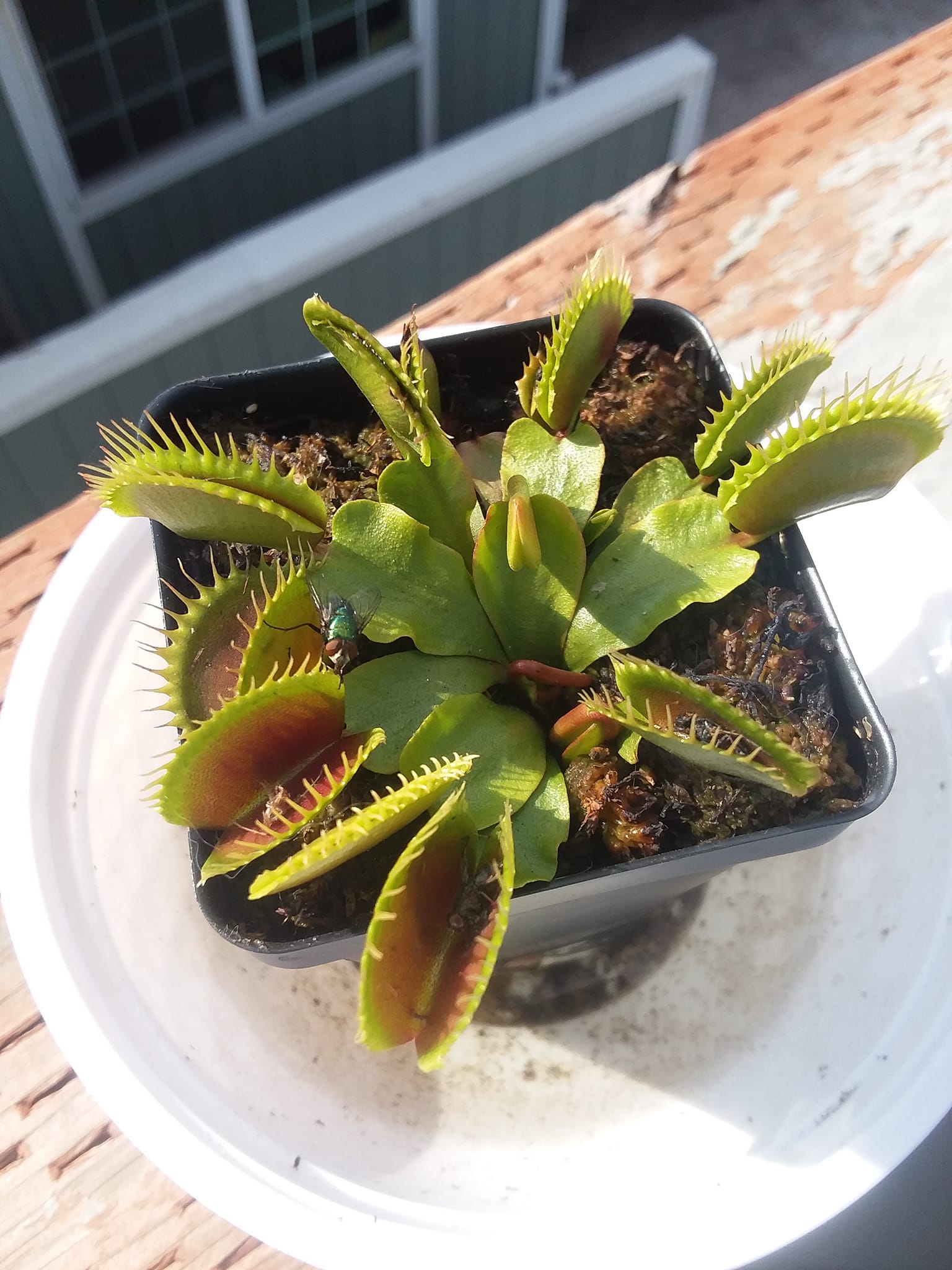 Adult Plant: Giant Venus Flytrap “Big Mouth” Dionaea Muscipula Cultivar – VenusFlytrap.com