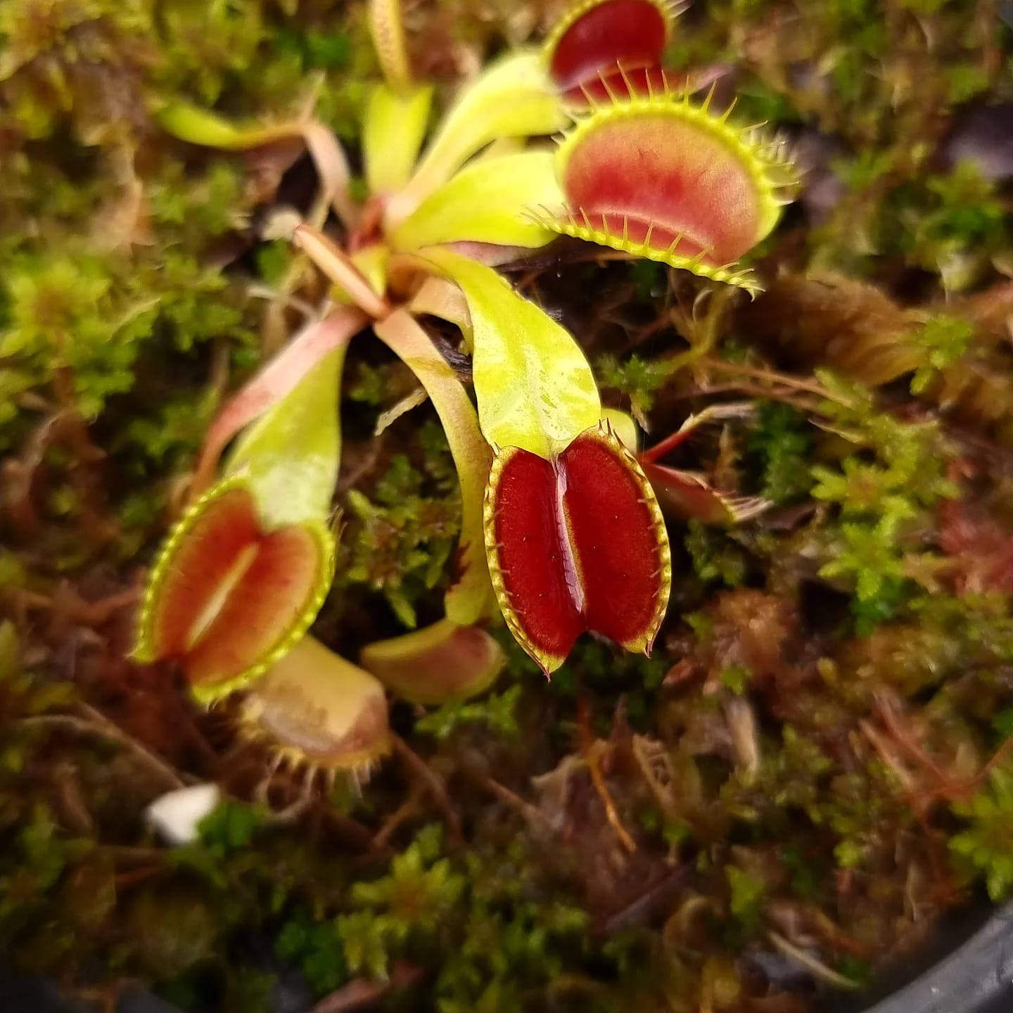 Adult Plant: Giant Venus Flytrap “Big Mouth” Dionaea Muscipula Cultivar – VenusFlytrap.com