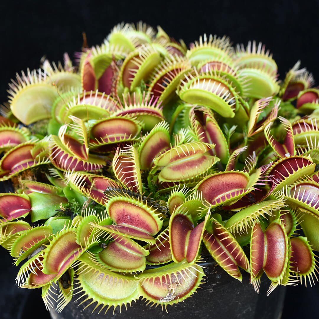 Adult Plant: Giant Venus Flytrap “Big Mouth” Dionaea Muscipula Cultivar ...