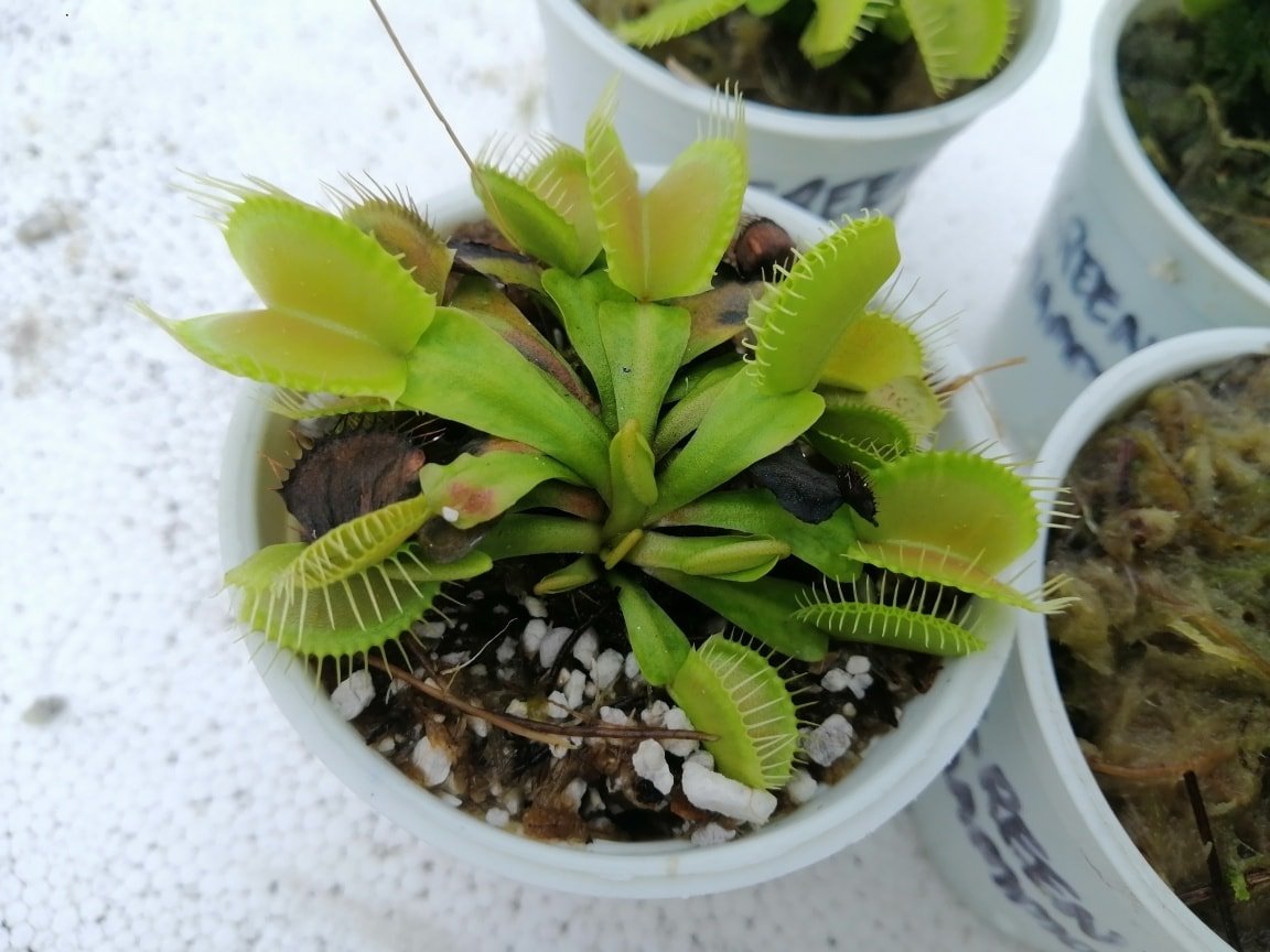 Adult Plant: Giant Venus Flytrap “Mammoth” Dionaea Muscipula Cultivar – VenusFlytrap.com