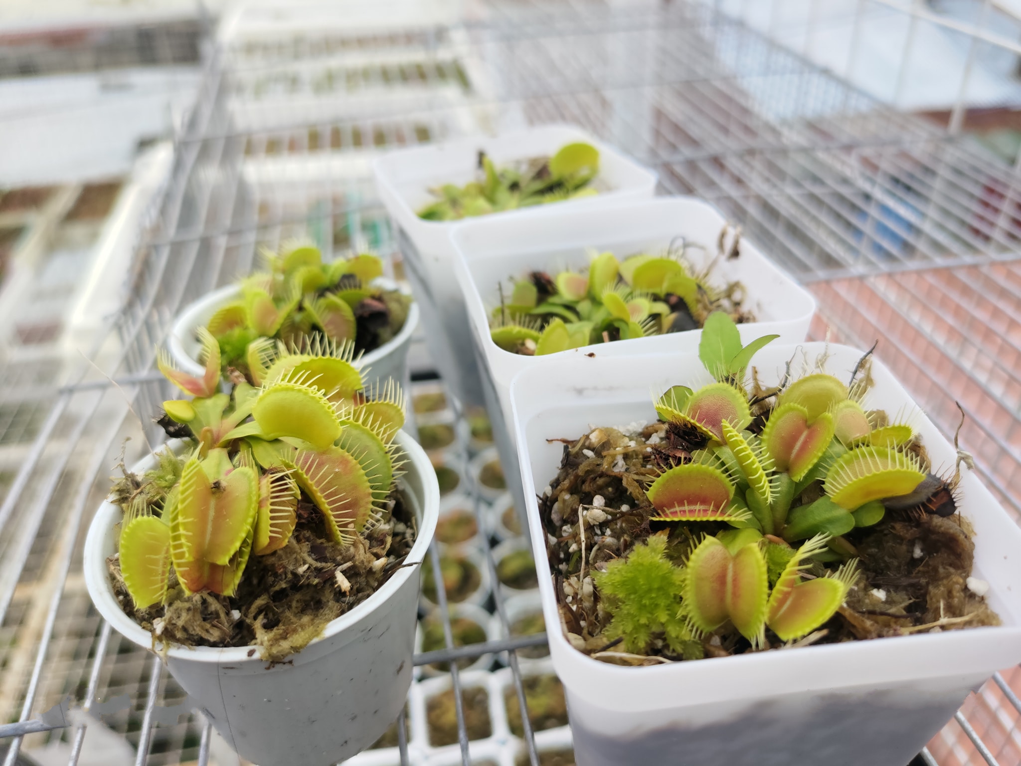Adult Plant: Giant Venus Flytrap “Mammoth” Dionaea Muscipula Cultivar – VenusFlytrap.com