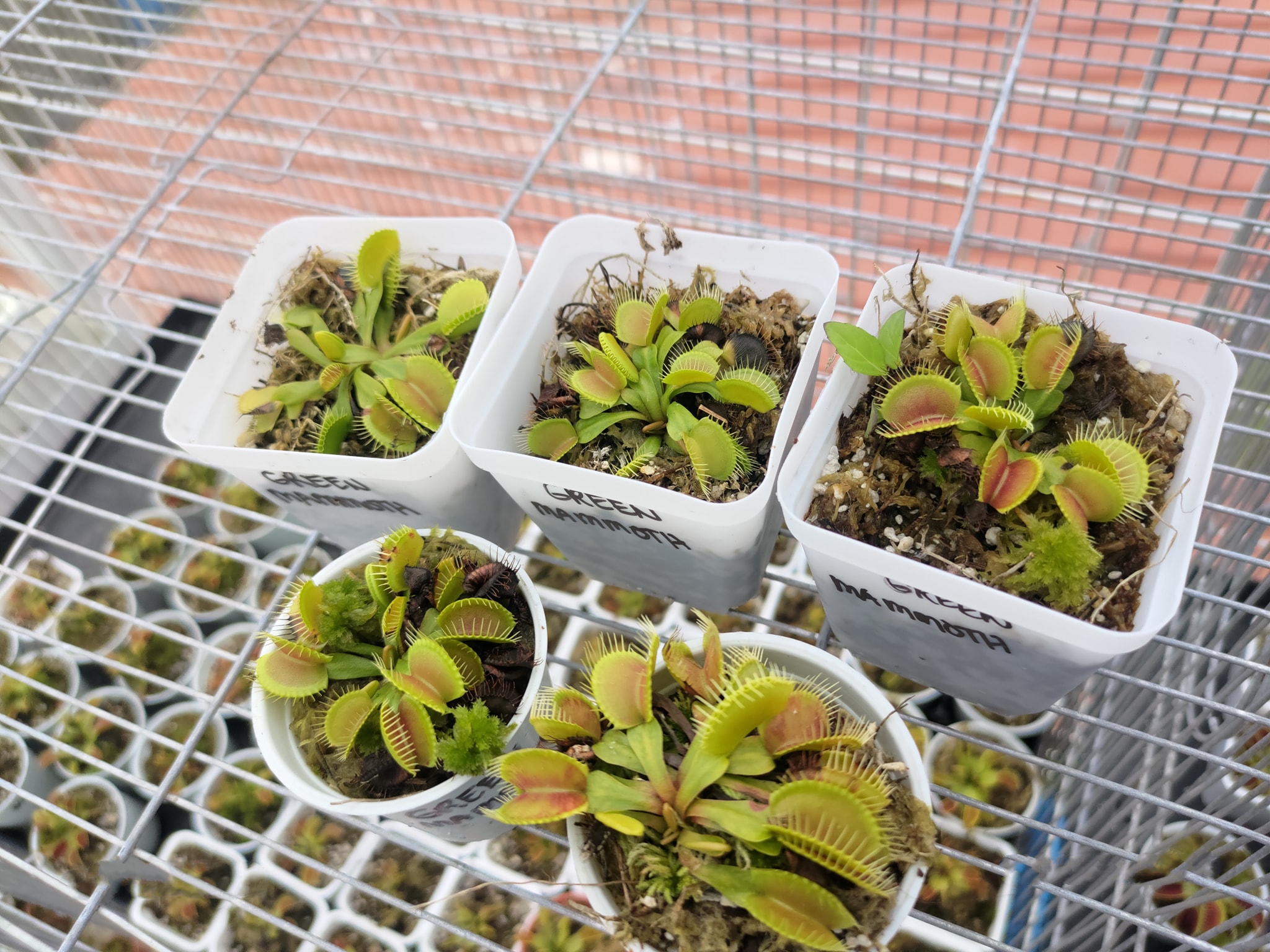 Adult Plant: Giant Venus Flytrap “Mammoth” Dionaea Muscipula Cultivar – VenusFlytrap.com