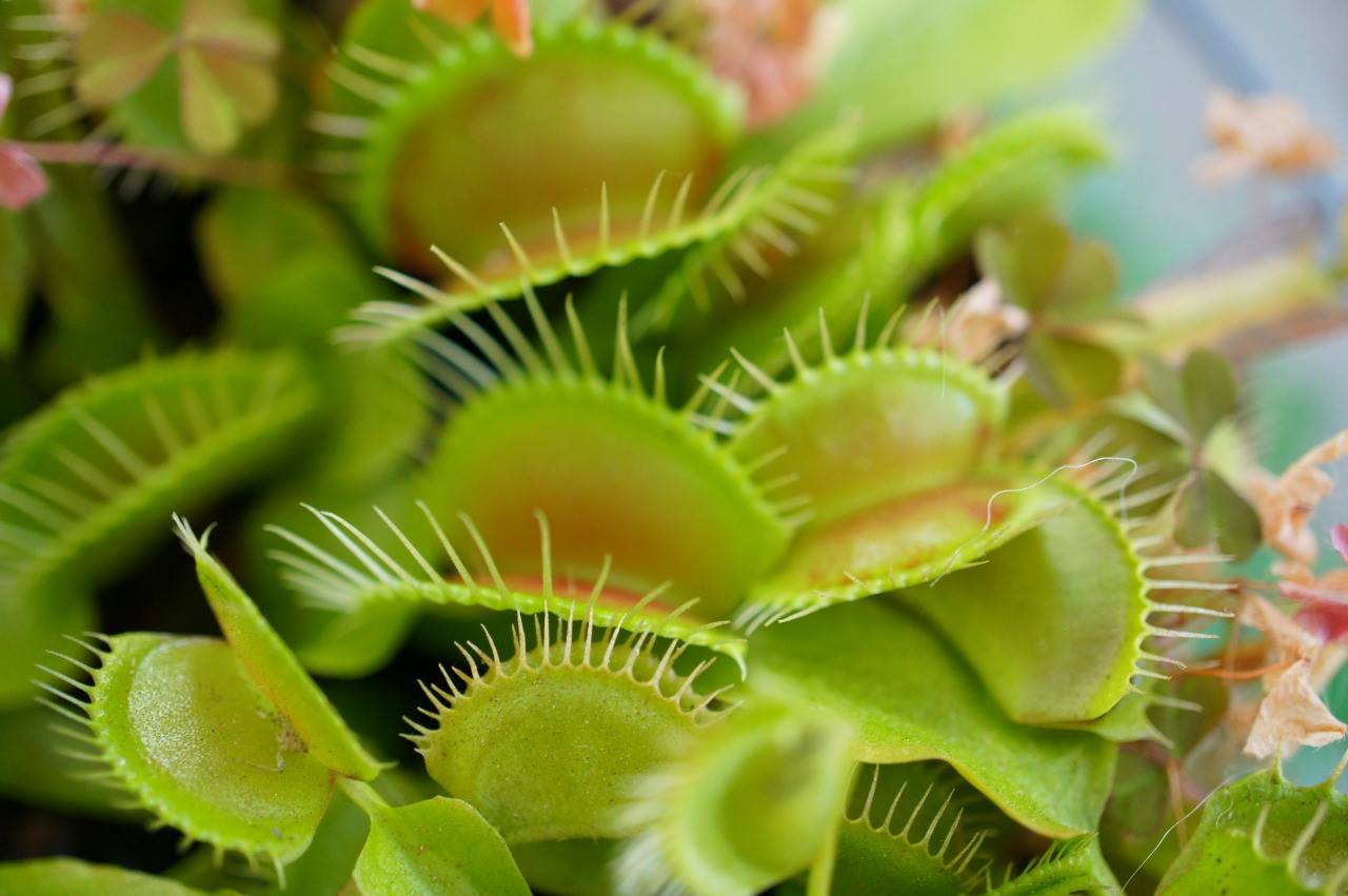 Adult Plant: Giant Venus Flytrap “Mammoth” Dionaea Muscipula Cultivar – VenusFlytrap.com