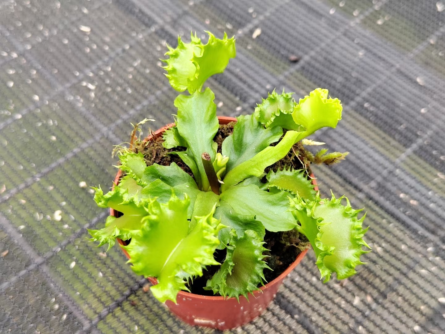 Adult Plant: Venus Flytrap “Chinese Dumpling” Dionaea Muscipula Cultivar, Green Variant ...