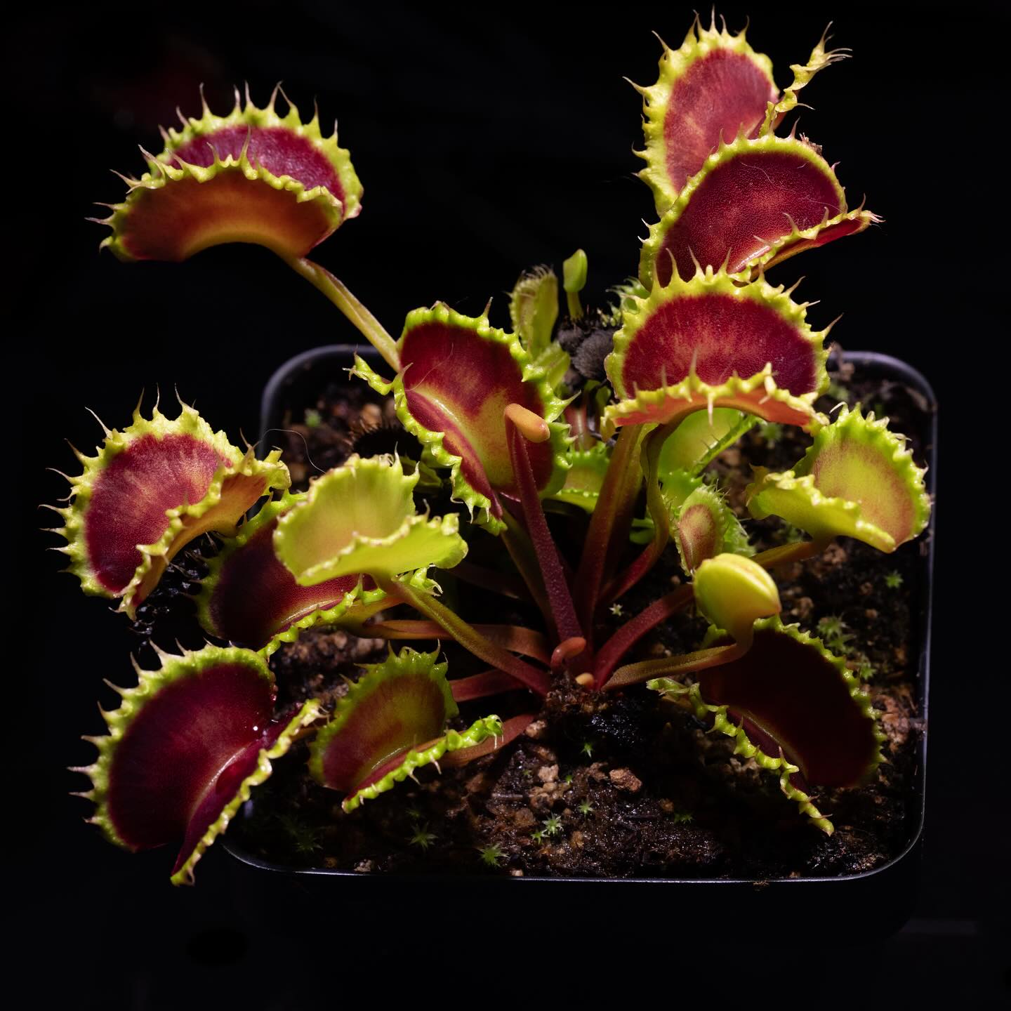 Adult Plant: Venus Flytrap “Chinese Dumpling” Dionaea Muscipula Cultivar, Red Variant ...
